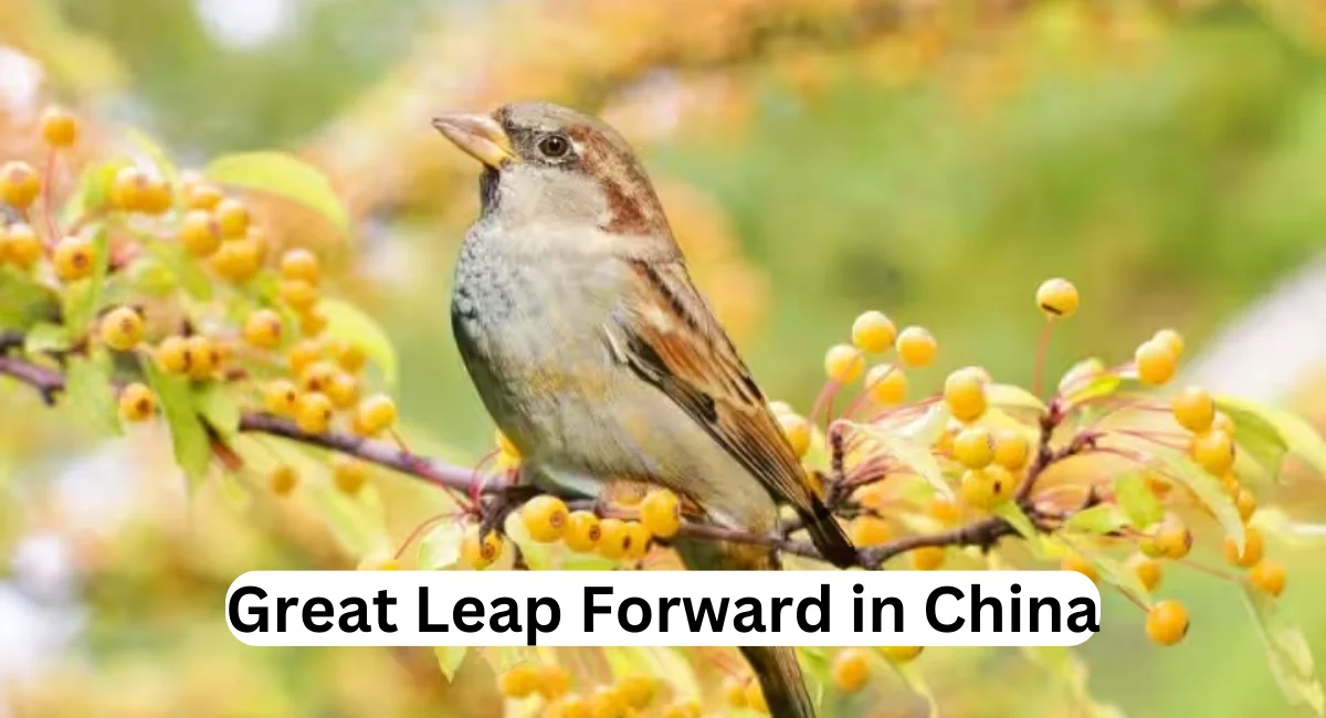 Great Leap Forward in China: जब चीन में गौरैयों को बेरहमी से मारा गया ...